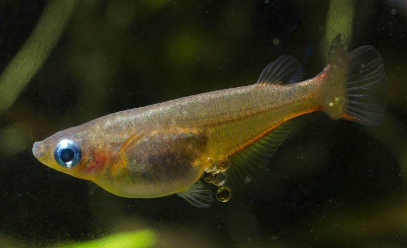 GSAS: Breeder Awards Program