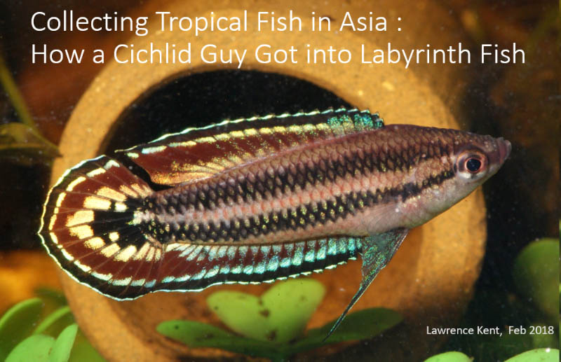 GSAS: Greater Seattle Aquarium Society